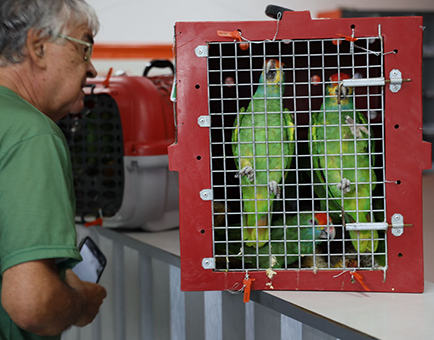 Chegada de Papagaios-Chauá em Alagoas: A Importante Participação do ...